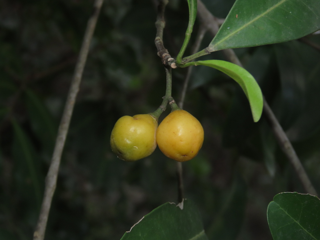 citrus family from Inskip QLD, Australia on May 10, 2025 at 09:55 AM by ...