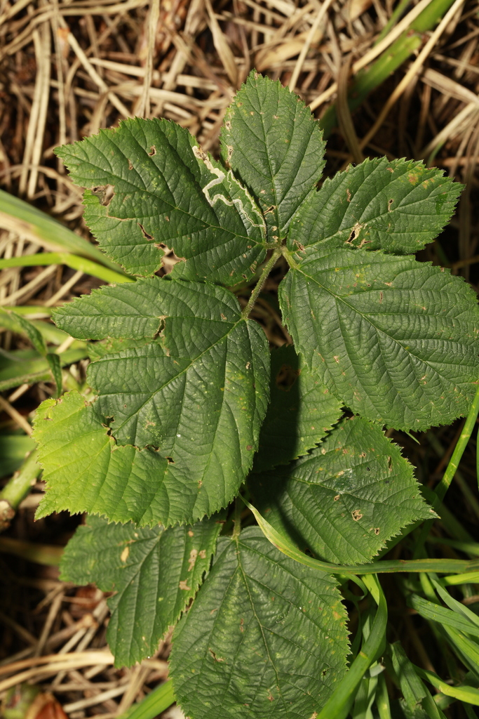 European blackberry complex from Sefton Park, Aigburth Drive ...