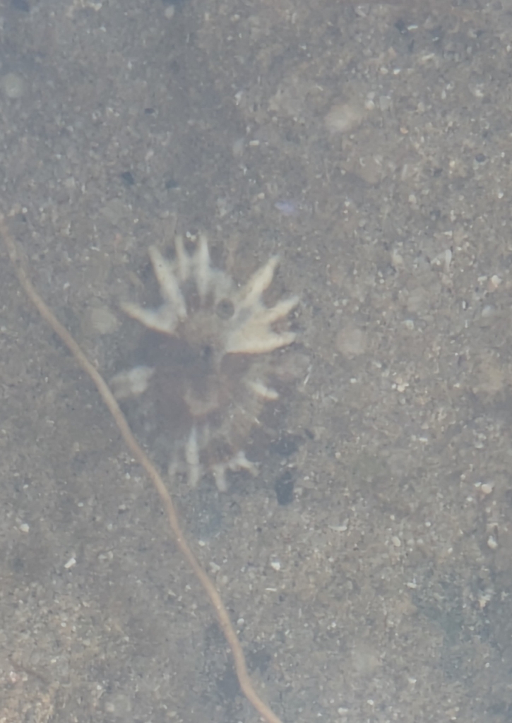 Denticulated Siphon Shell from Woolgoolga NSW 2456, Australia on May 10 ...