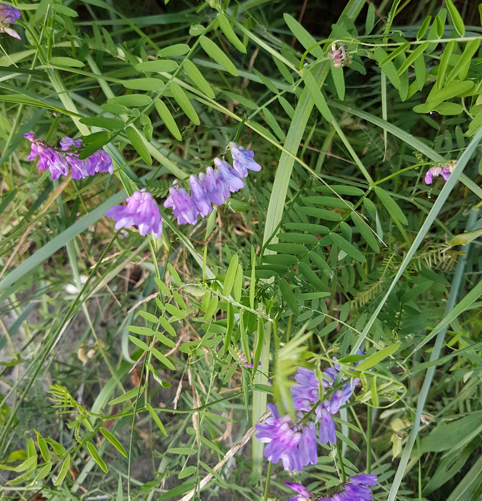 tufted vetch from Hard, Austria on August 16, 2019 at 07:26 AM by A ...