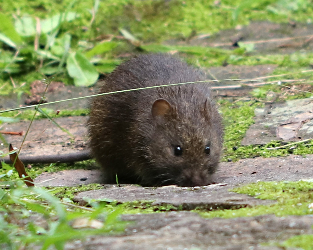 Australian Swamp Rat in March 2025 by Julie Newton · iNaturalist