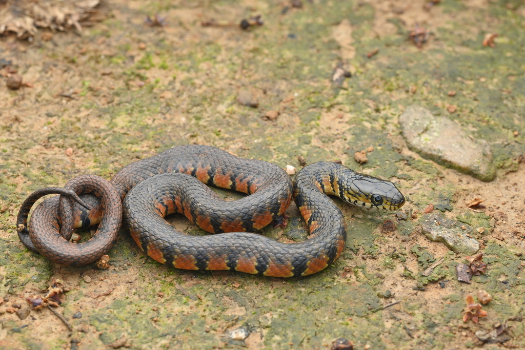 Ringed Water Snake from 杭州植物园 on May 09, 2025 at 07:33 PM by Yan Xuyang ...