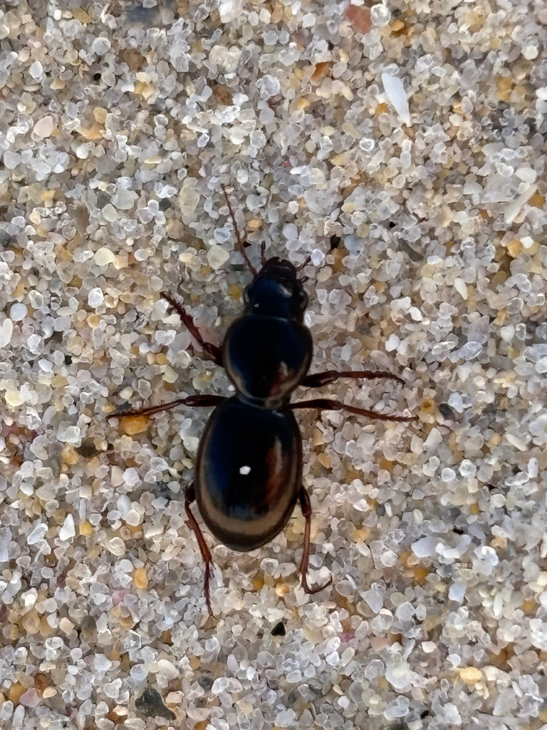 Broscinae from Scarborough, WA, AU on May 10, 2025 at 09:48 AM by Henry ...