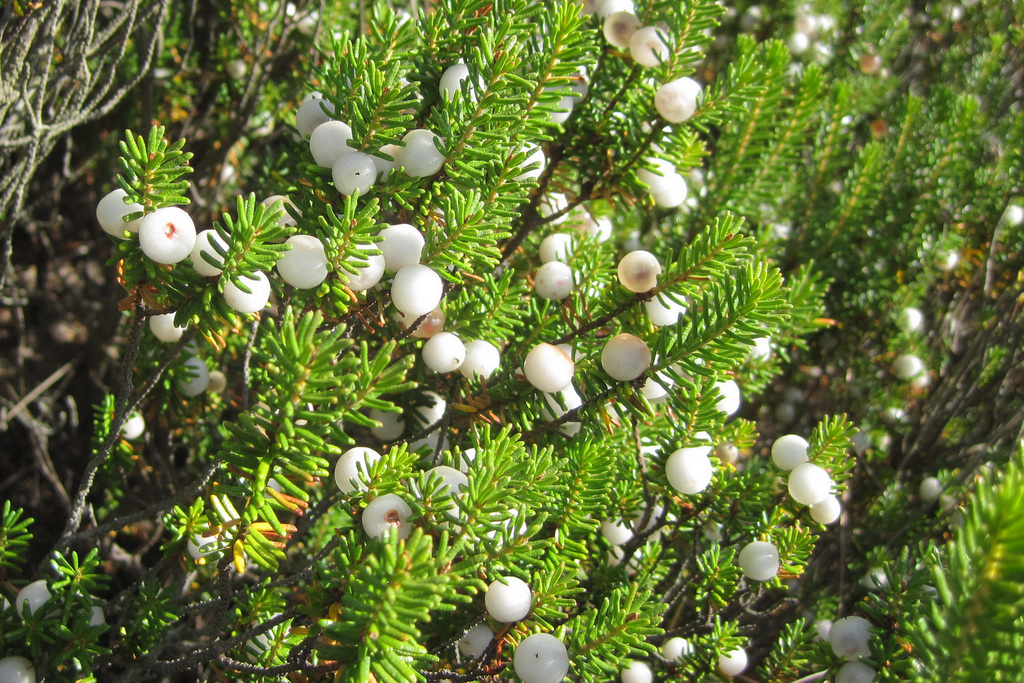 Camarina (Visu costa) · iNaturalist