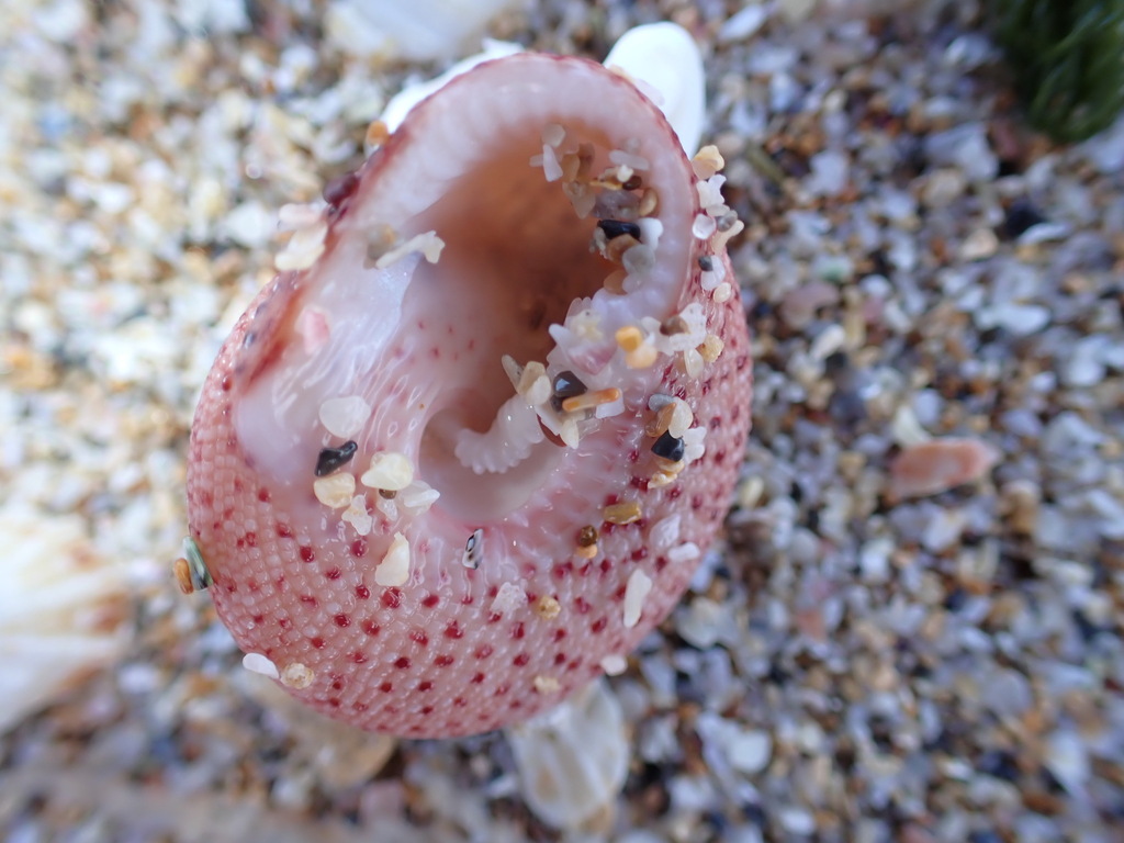 Clanculus undatus from Nora Creina SA 5276, Australia on May 10, 2025 ...