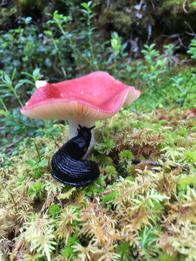 ater-group Arion Slugs from Cairngorms National Park, Ballater ...
