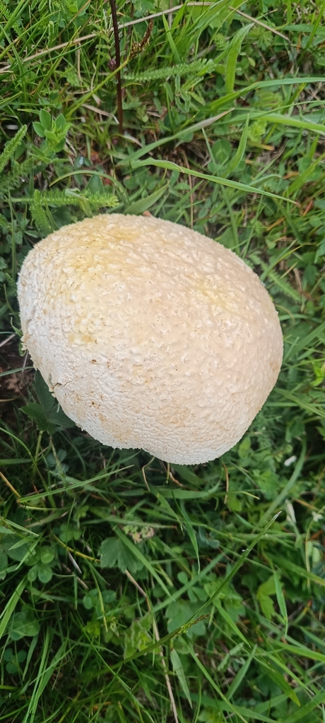Mosaic puffball from 124, Konjska Reka, Srbija on May 10, 2025 at 02:27 ...