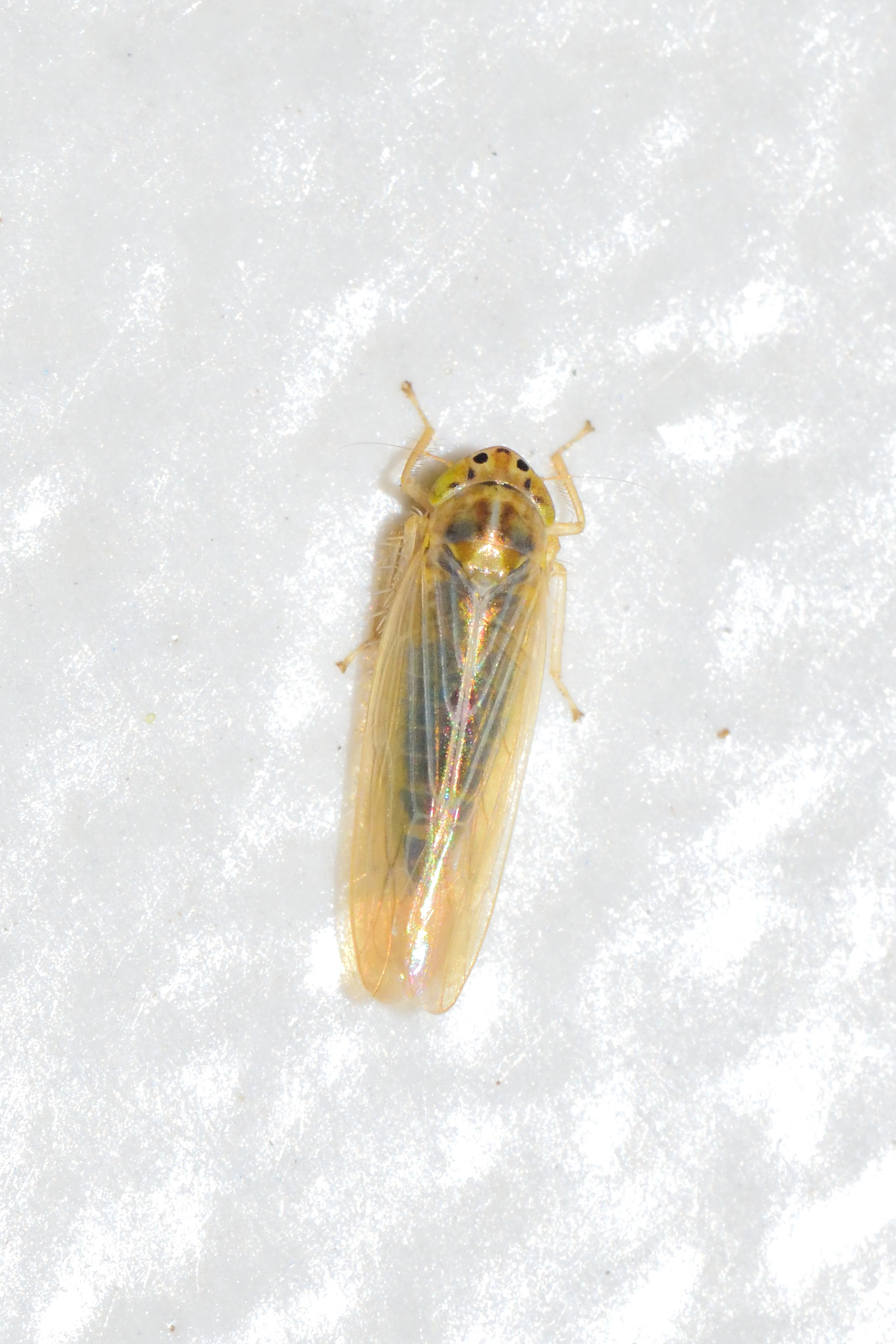 Dalbulus elimatus | Insect Vectors of Plant Disease