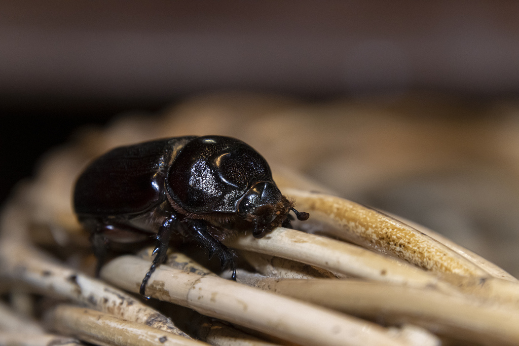 Coconut Rhinoceros Beetle from West Island Shire of Cocos 6799, Cocos ...