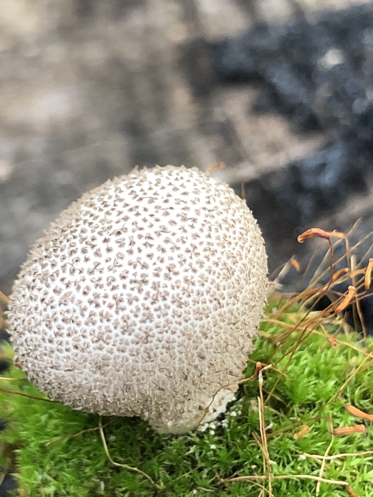 Lycoperdon subumbrinum from Cochise County, US-AZ, US on September 3 ...