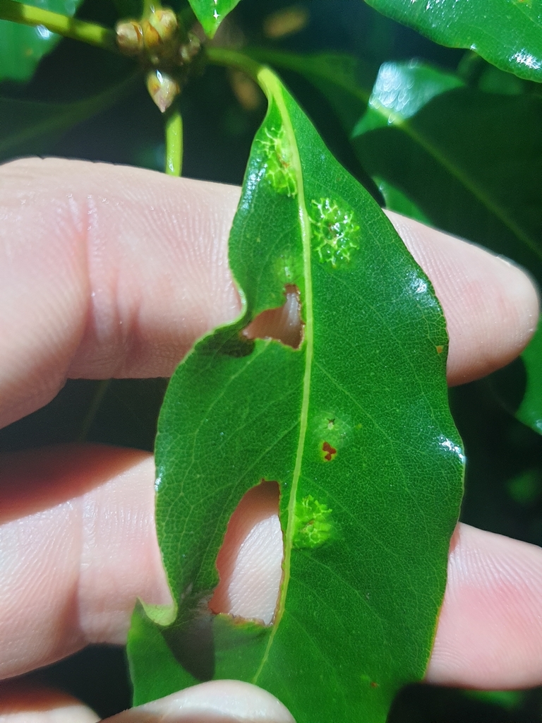 pittosporum leaf-gall fly from Toormina NSW 2452, Australia on May 10 ...