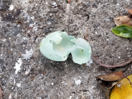 iNaturalist Tracking Database – NatureTracking