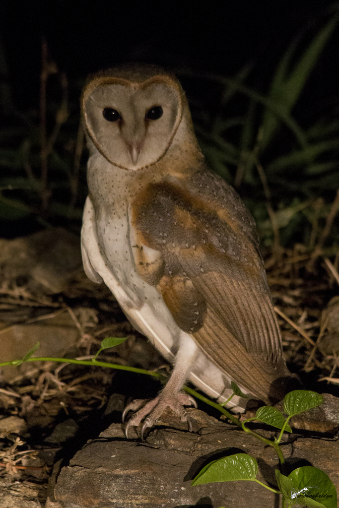 Indian Barn Owl (Tyto alba stertens) - Avian Discovery
