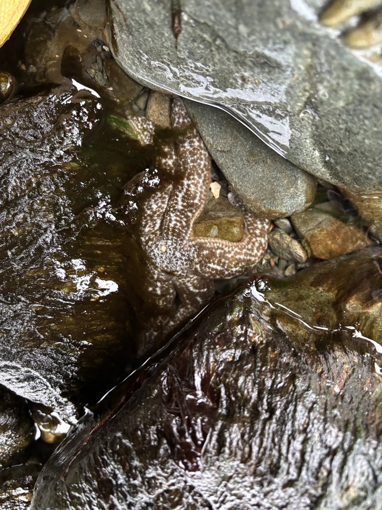Mottled Star from Tee Harbor, Juneau, AK, US on May 9, 2025 at 06:11 PM ...