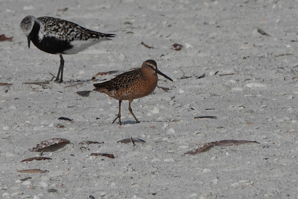 Short-billed Dowitcher from North Beach At Fort DeSoto Park, St ...