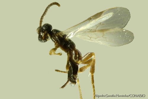 Apanteles deplanatus · iNaturalist