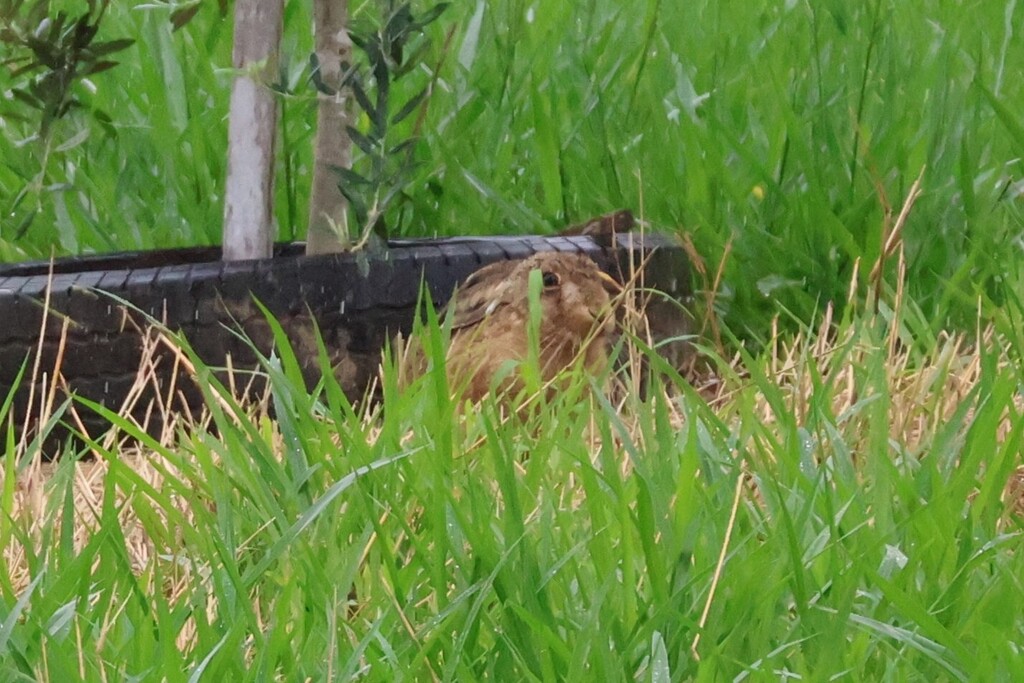 Western European Brown Hare from Glenwood QLD 4570, Australia on April ...