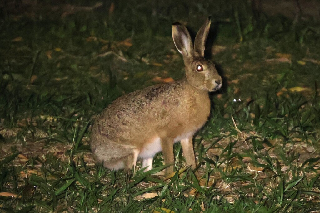 Western European Brown Hare from Glenwood QLD 4570, Australia on April ...