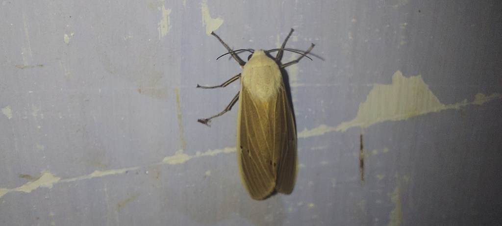 Clouded Tiger Moth from Digboi, Assam 786171, India on April 25, 2025 ...