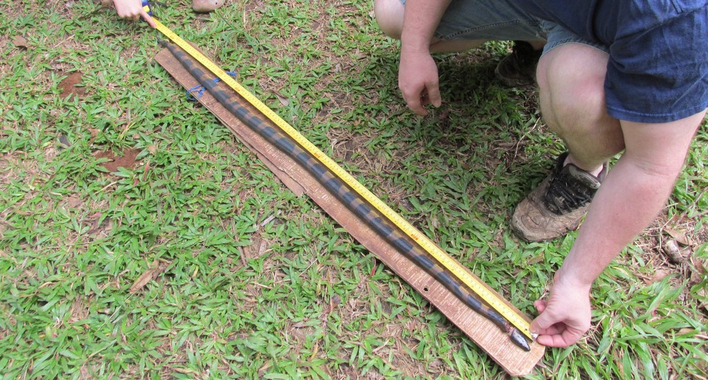 Bismarck Ringed Python in August 2014 by bushmonkey140 · iNaturalist