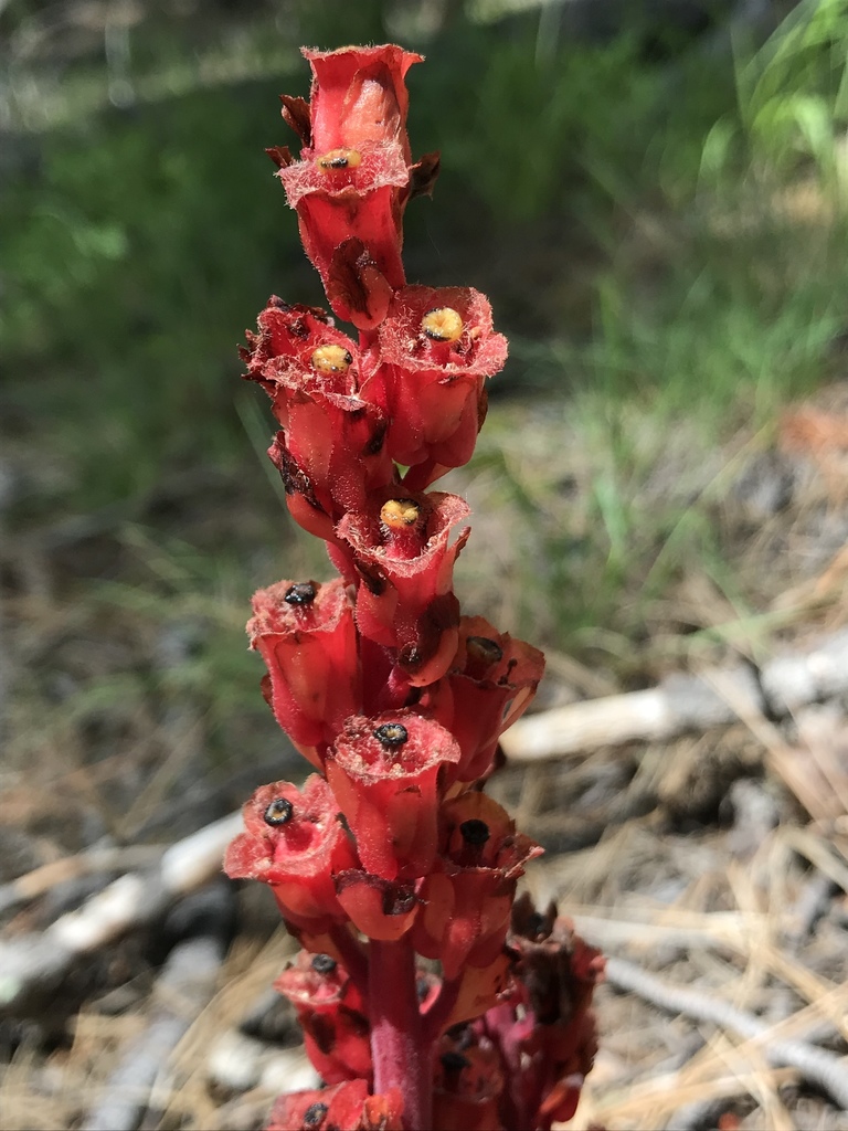 monotropes (Monotropoideae) - Botanical Realm