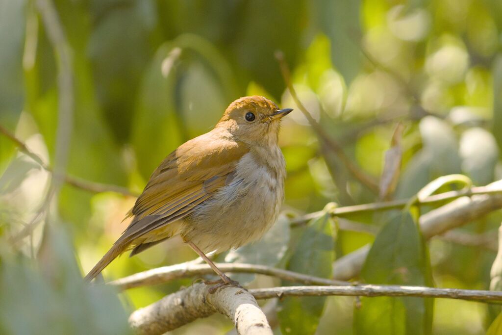 Russet Nightingale-Thrush from 28772 El Terrero, Col., México on May 8 ...