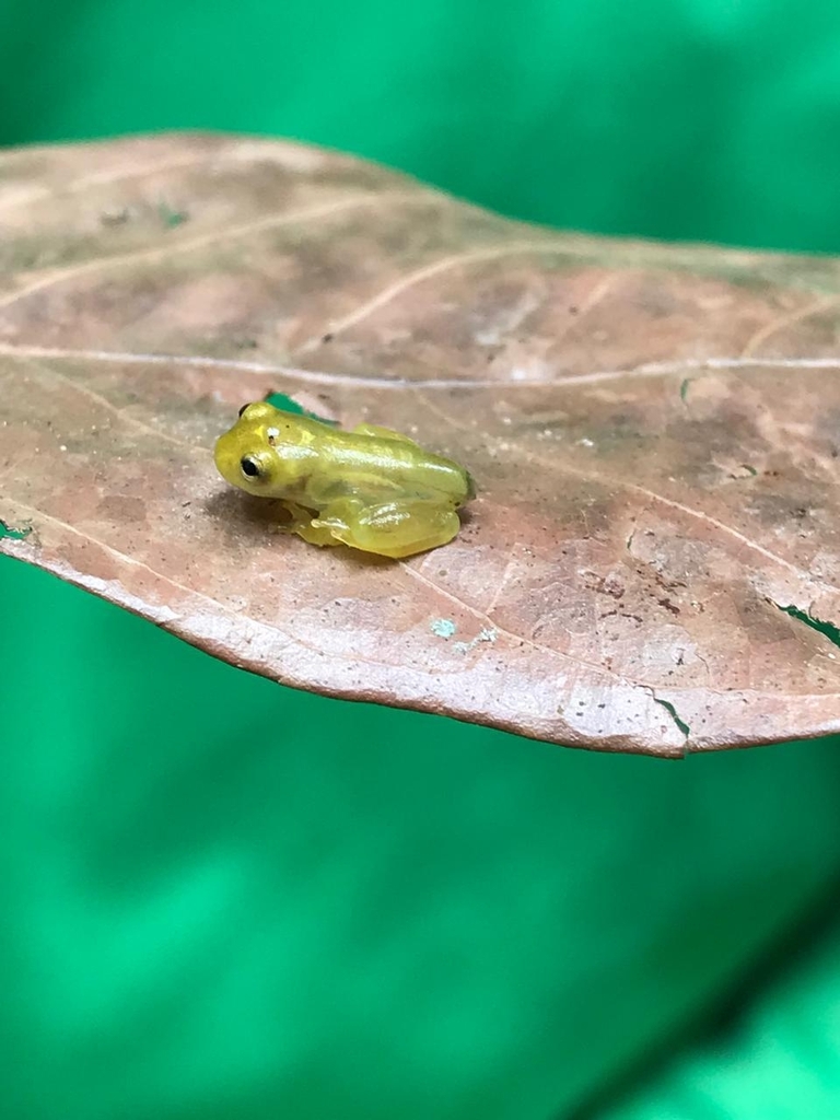 Glass Frogs from La Ceiba, Atlántida, Honduras on May 10, 2025 by Julio ...