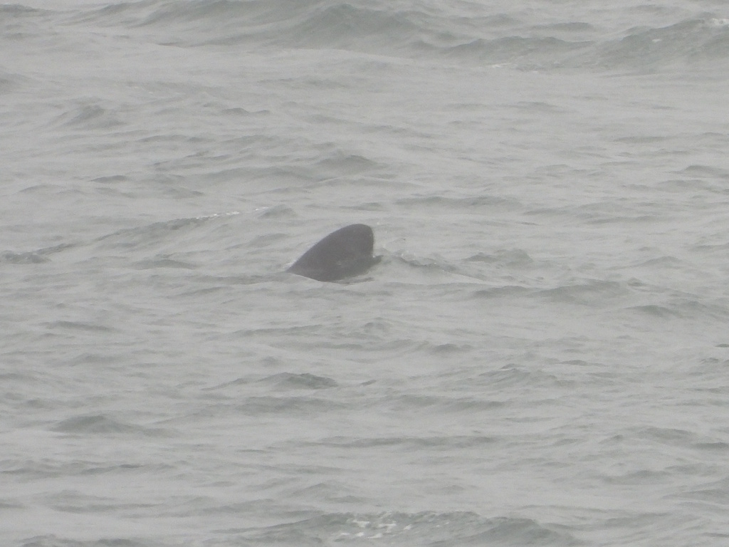 Basking Shark in May 2025 by Brian Vigorito · iNaturalist