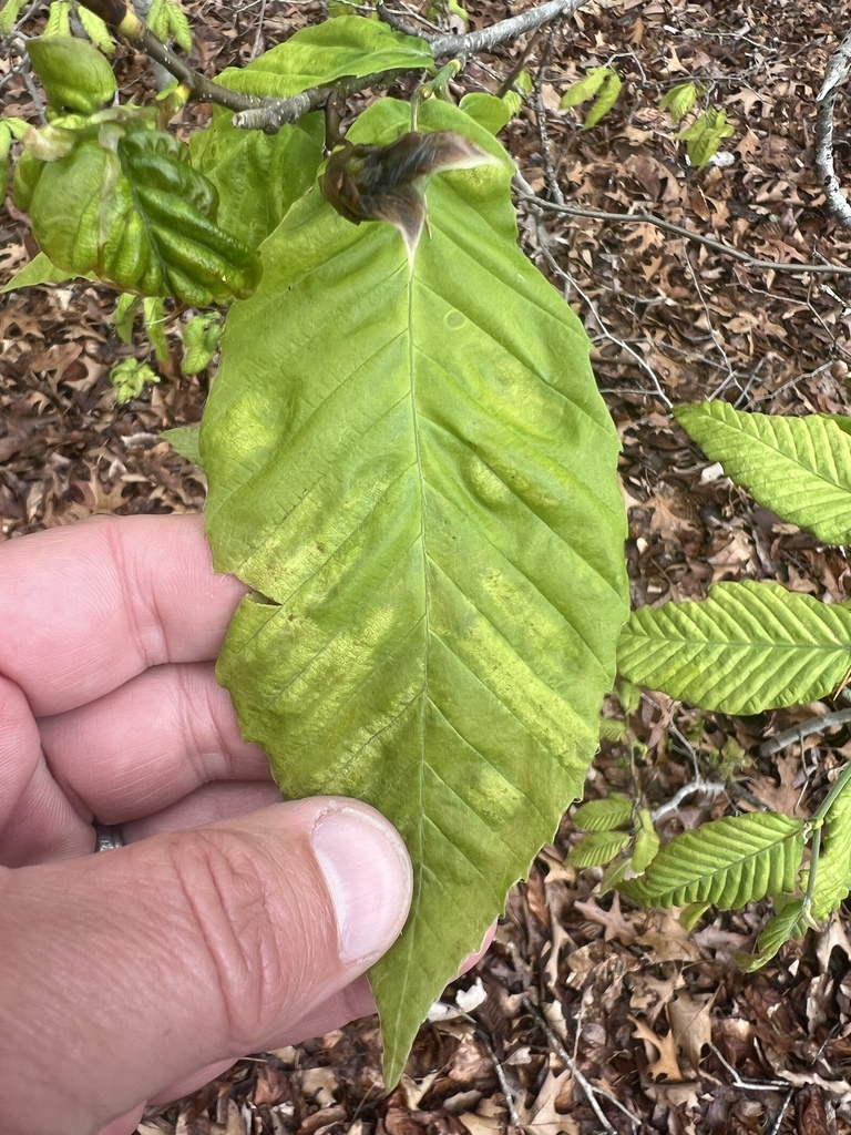 Beech Leaf Disease from Cape Cod National Seashore, Provincetown, MA ...