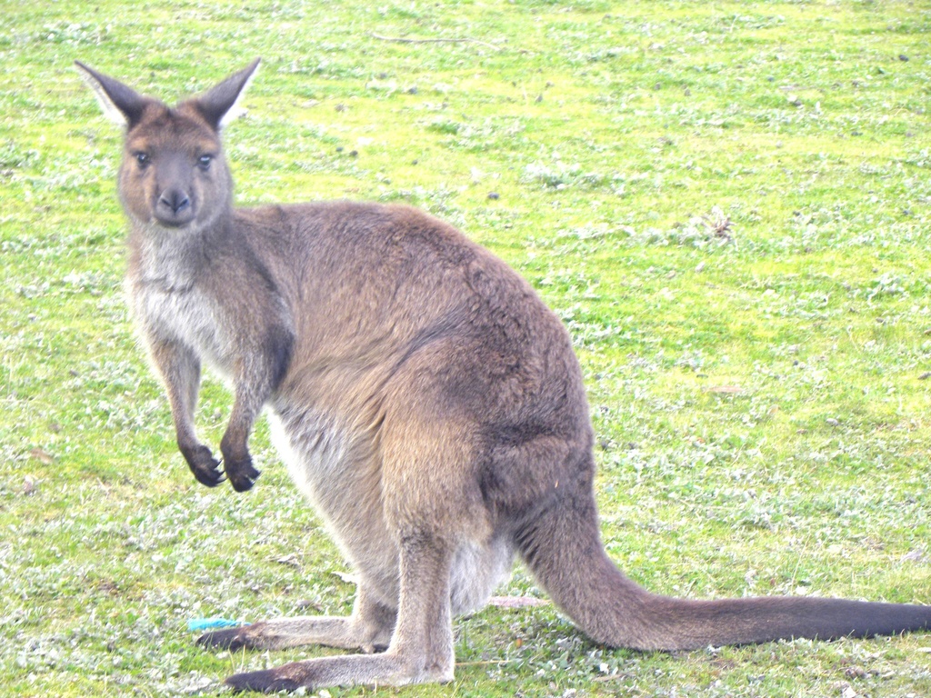 Kangaroo Island Kangaroo (Macropus fuliginosus fuliginosus) - Know Your ...