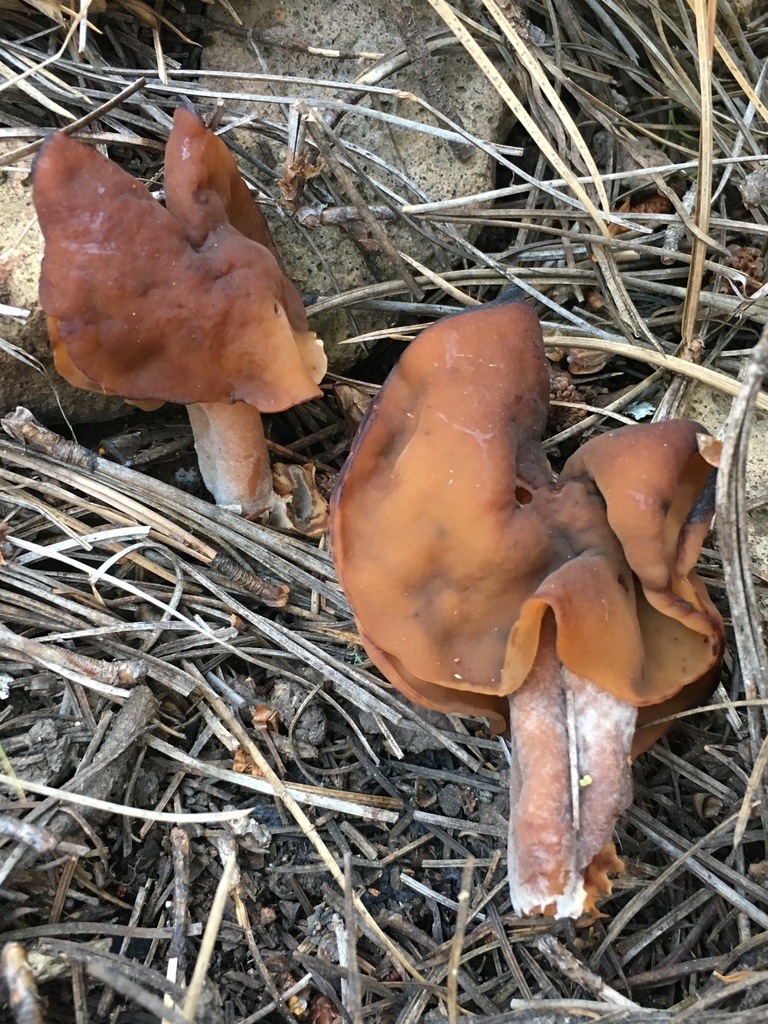Oreja de ratón (Guía general de Macrohongos de Costa Rica) · iNaturalist