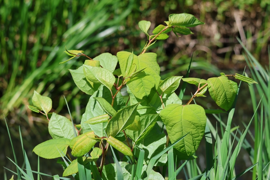 Japanese knotweed from Bridge of Don, Aberdeen AB22 8YT, UK on May 10 ...