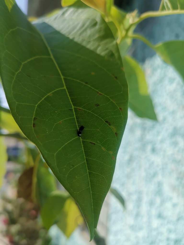 Magnificent Swallowtail from Granjas Guadalupe, 54474 Villa Nicolás ...