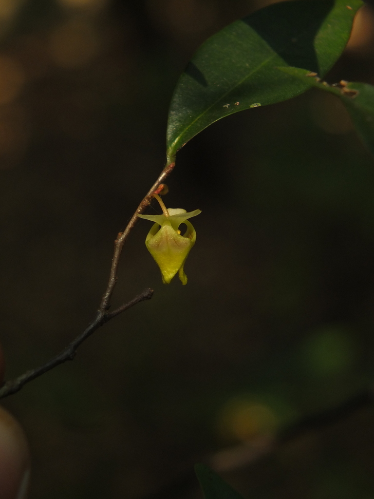 (Orophea uniflora) - Botanical Realm