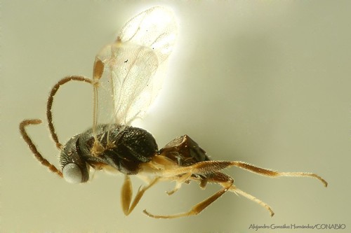 Aphelopus albopictus · iNaturalist