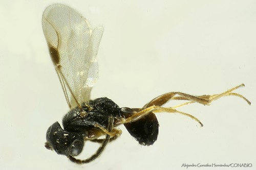 (Aphelopus trinitatis)