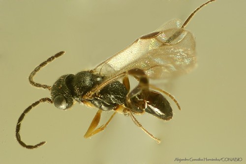 (Aphelopus tropicalis)