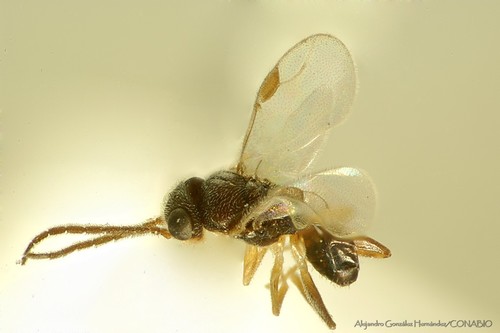 (Aphelopus varicornis)