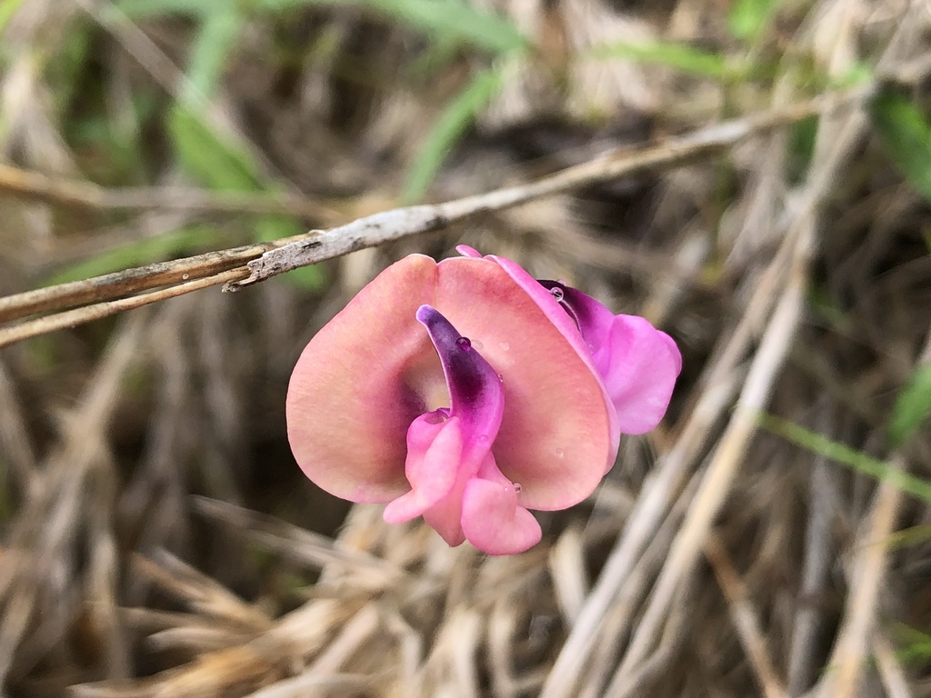 perennial wooly bean from Bentwood Trail, West Monroe, LA, US on May 10 ...