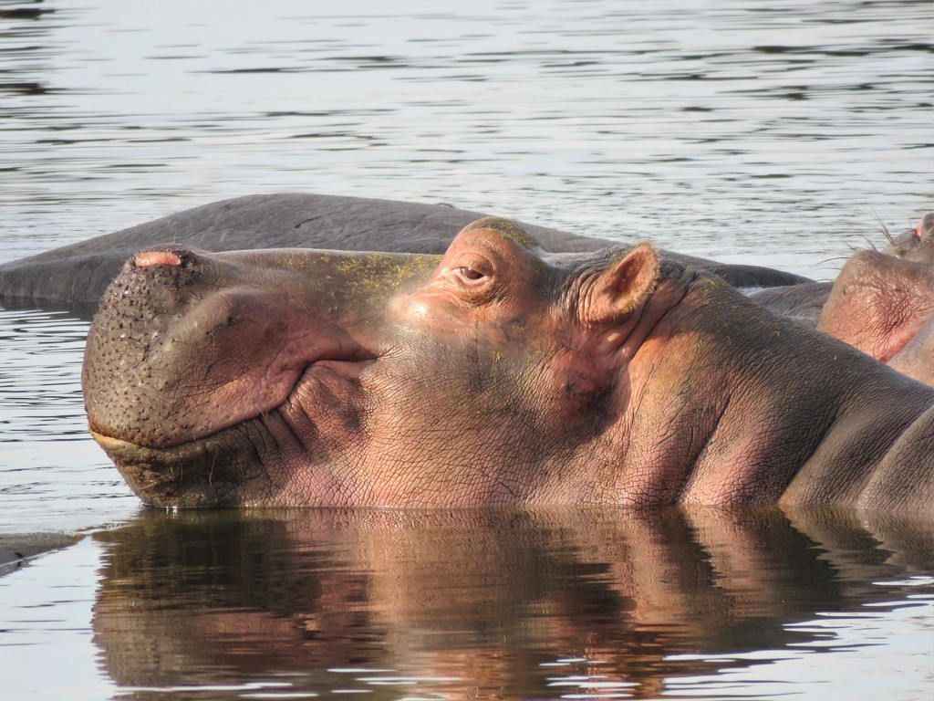 Common Hippopotamus (Hippopotamus amphibius) - Know Your Mammals