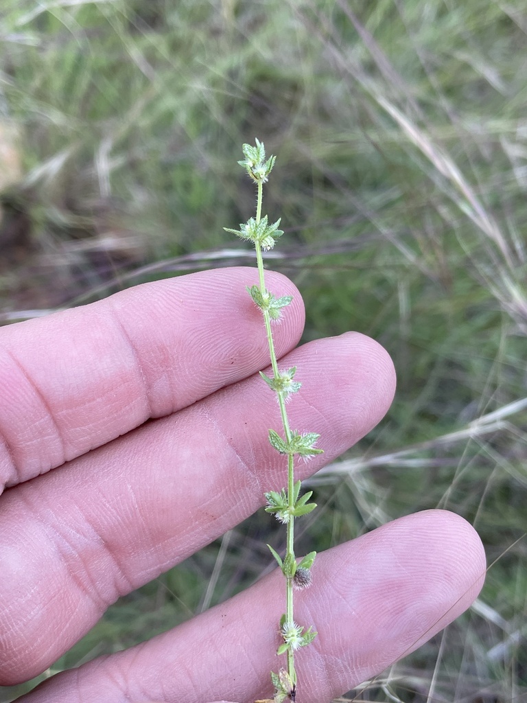 Southwestern bedstraw from County Road 427, Goldthwaite, TX, US on May ...