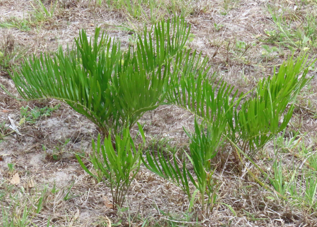 Zamia in May 2025 by Jean Evoy · iNaturalist