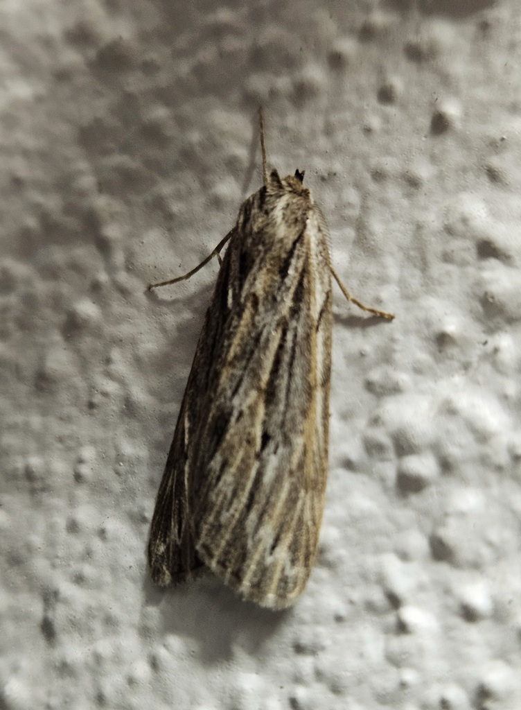 Brown Pasture Looper from Wallaroo SA 5556, Australia on May 11, 2025 ...