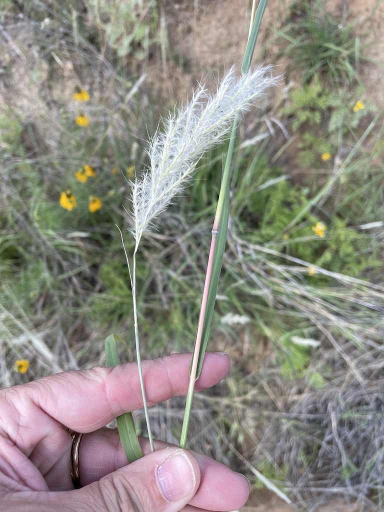silver bluestem from Goldthwaite, TX, US on May 10, 2025 at 04:48 PM by ...