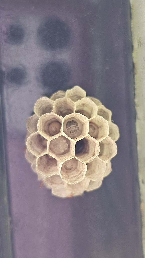 European Paper Wasp from Port Angeles, WA 98363, USA on May 10, 2025 at ...