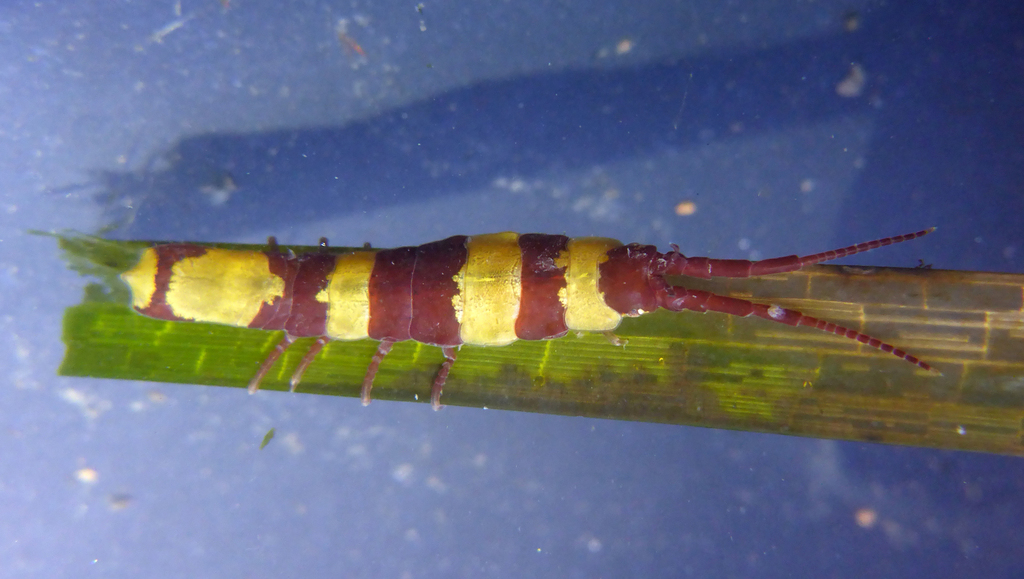 Idotea fewkesi (PNW Isopods) · iNaturalist