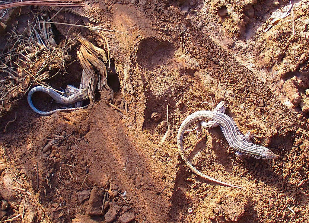 Plateau Striped Whiptail from Arroyo Seco, NM, USA on May 09, 2025 at ...