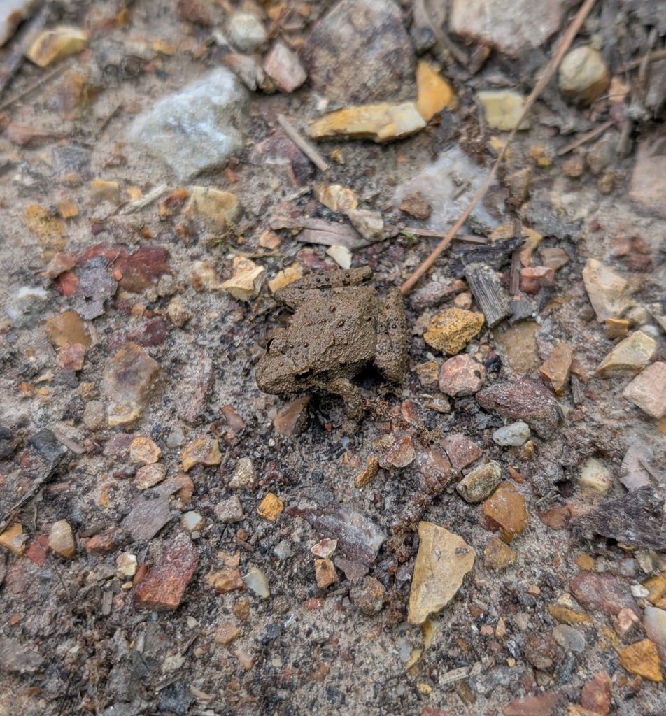 Blanchard's Cricket Frog from Boone Township, MO, USA on May 10, 2025 ...