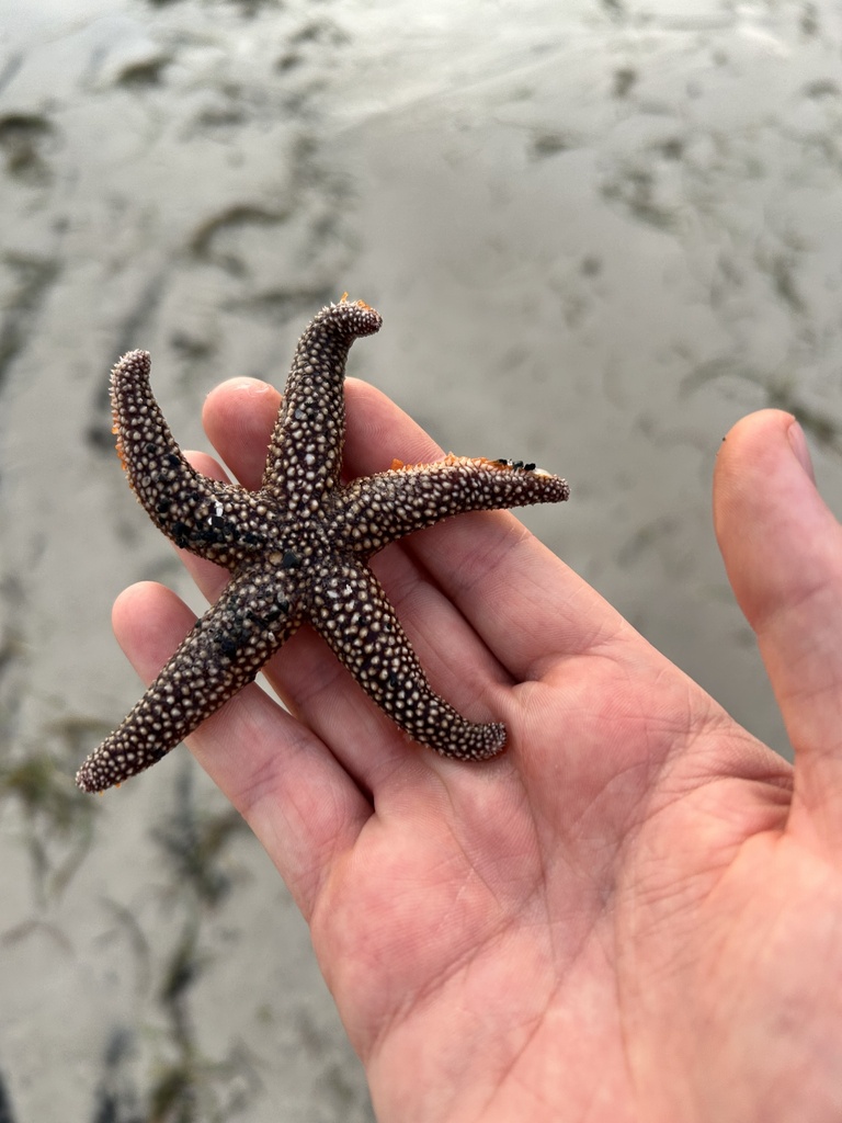 Small-spine Sea Star from Gulf of America, FL, US on May 10, 2025 at 08 ...