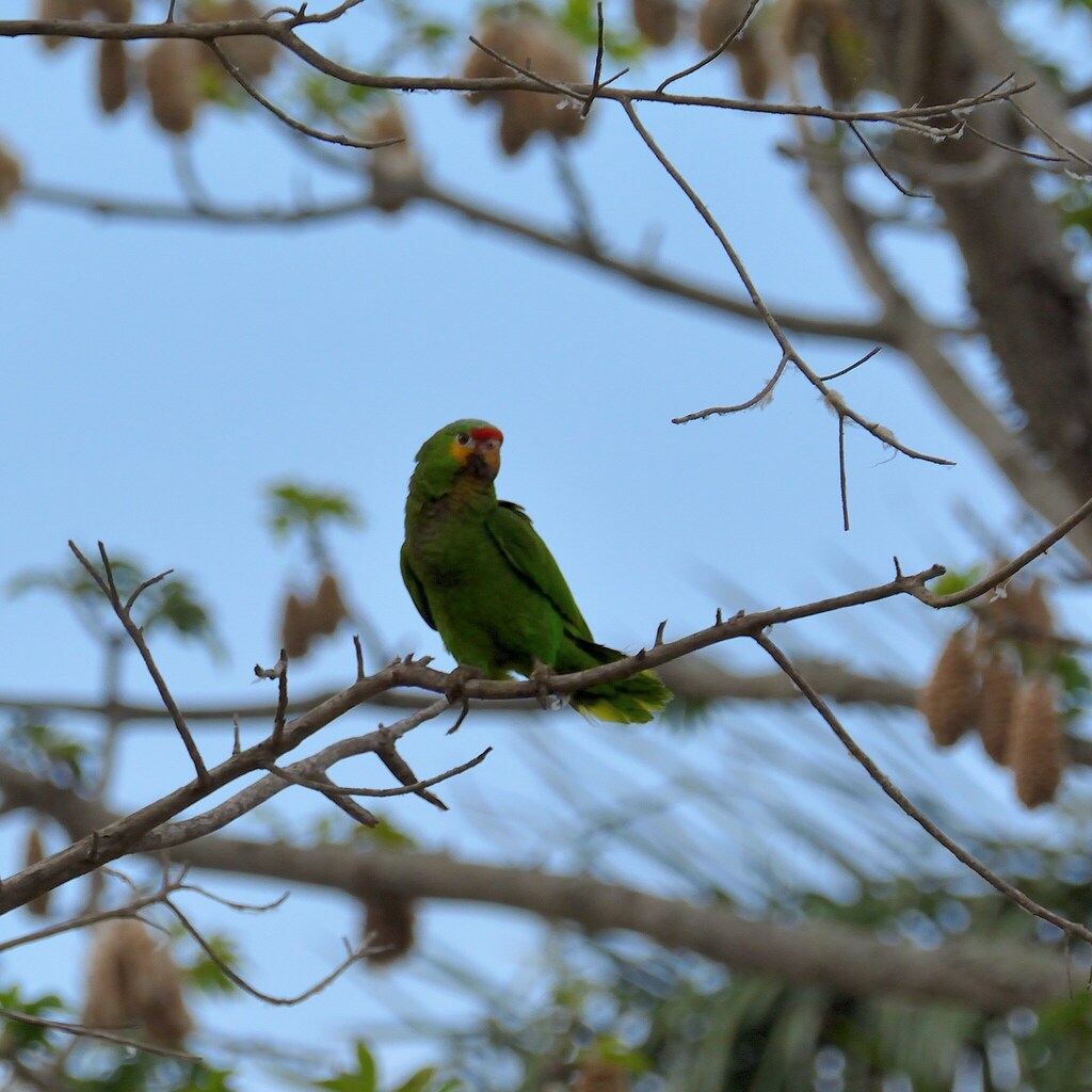 Red-lored Amazon in May 2025 by Rosa Elena Gutierrez Ortiz · iNaturalist